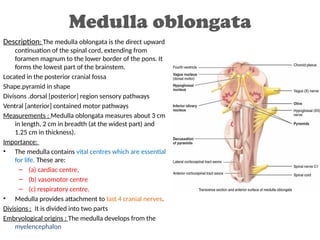 Cerebellum & Brainstem by Dr.Timothy Cheptarei.pptx