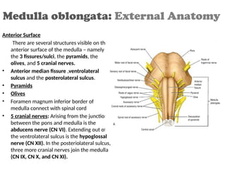 Cerebellum & Brainstem by Dr.Timothy Cheptarei.pptx