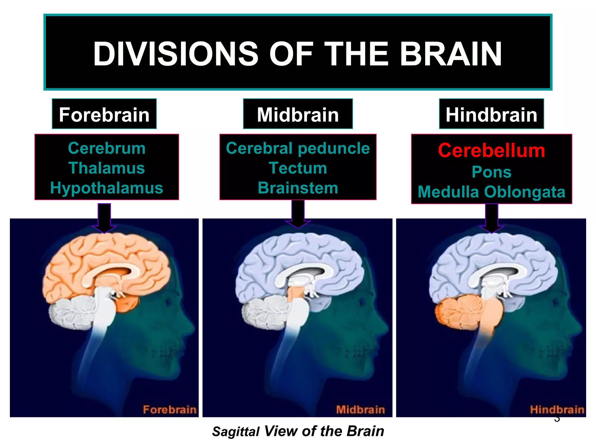 Cerebellum by suresh aadi8888 | PPT