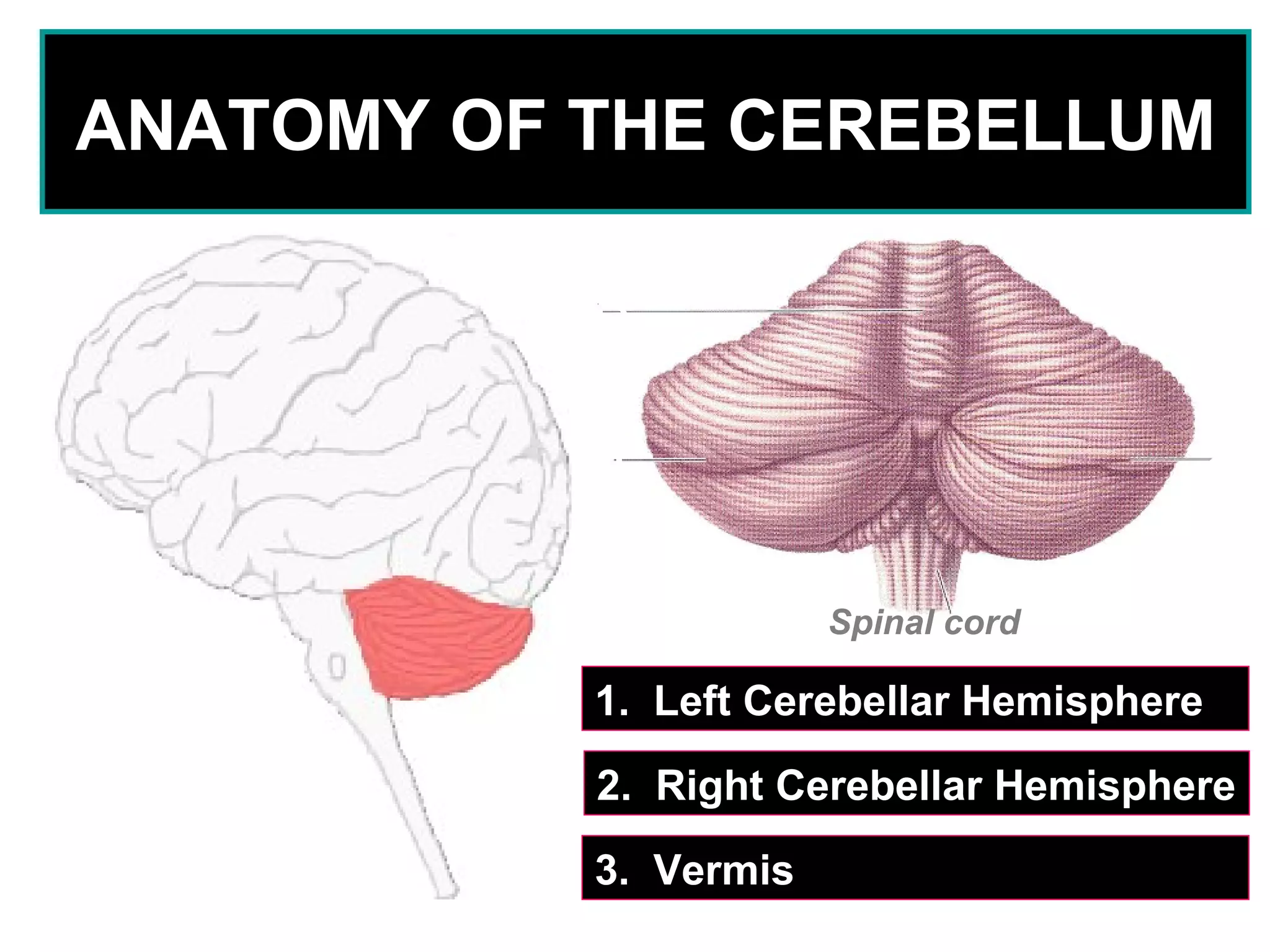 Cerebellum by suresh aadi8888 | PPT