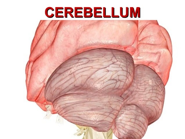 Cerebellum by suresh aadi8888 | PPT