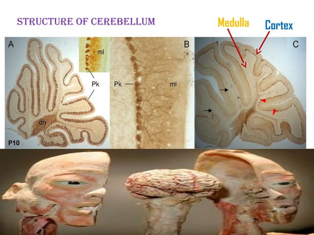 Cerebellum by suresh aadi8888 | PPT