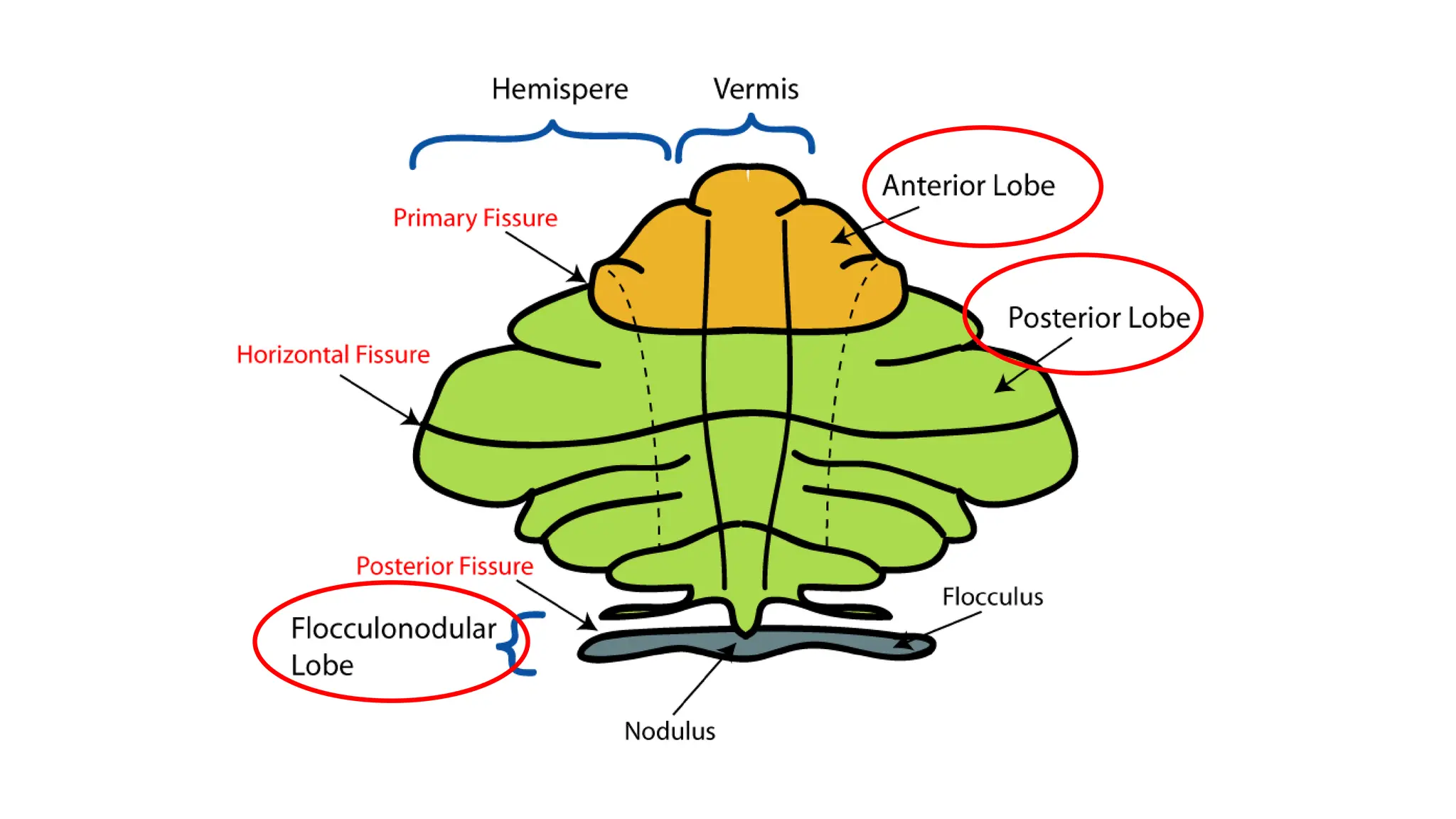 Cerebellum…Anatomy of cerebellum……..pptx