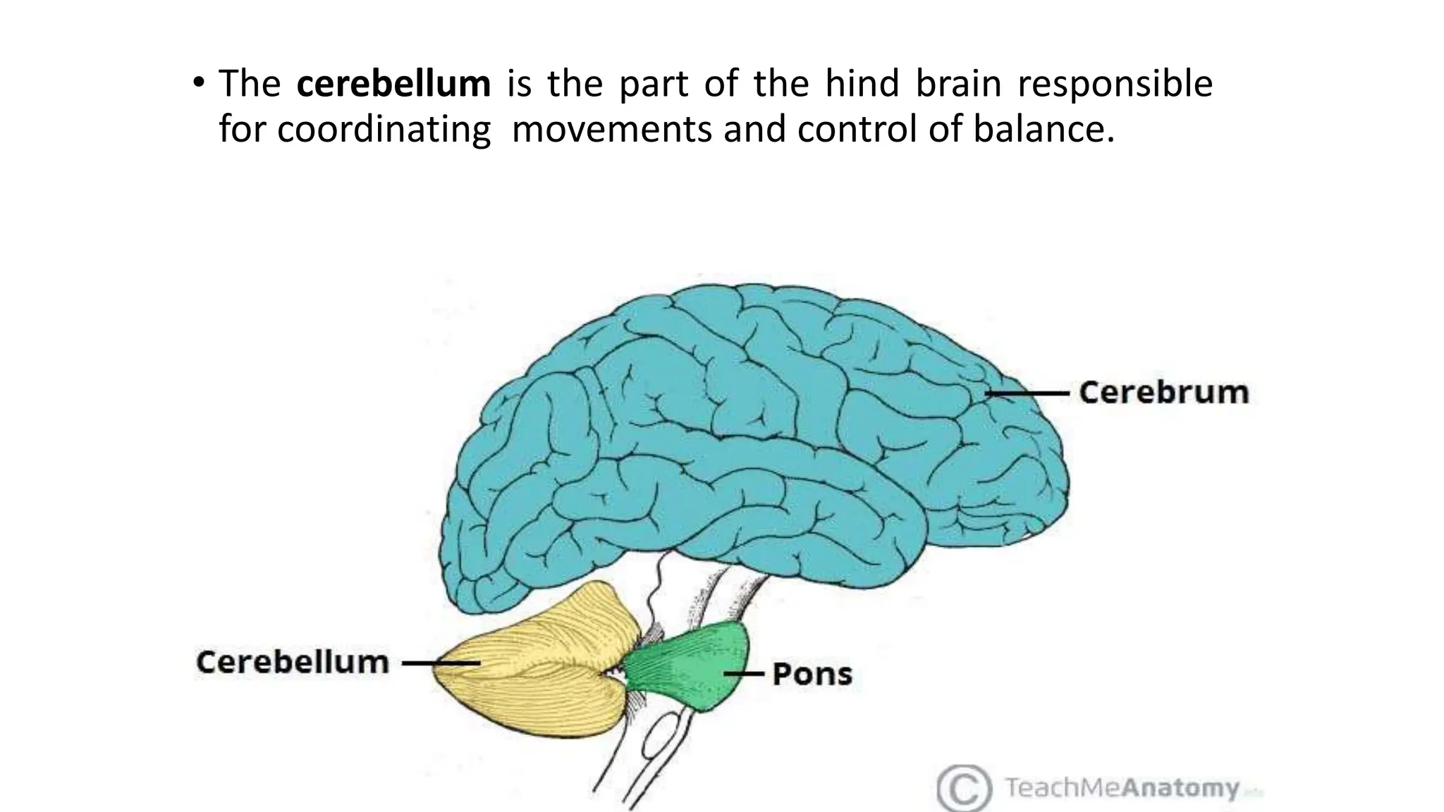 Cerebellum…Anatomy of cerebellum……..pptx