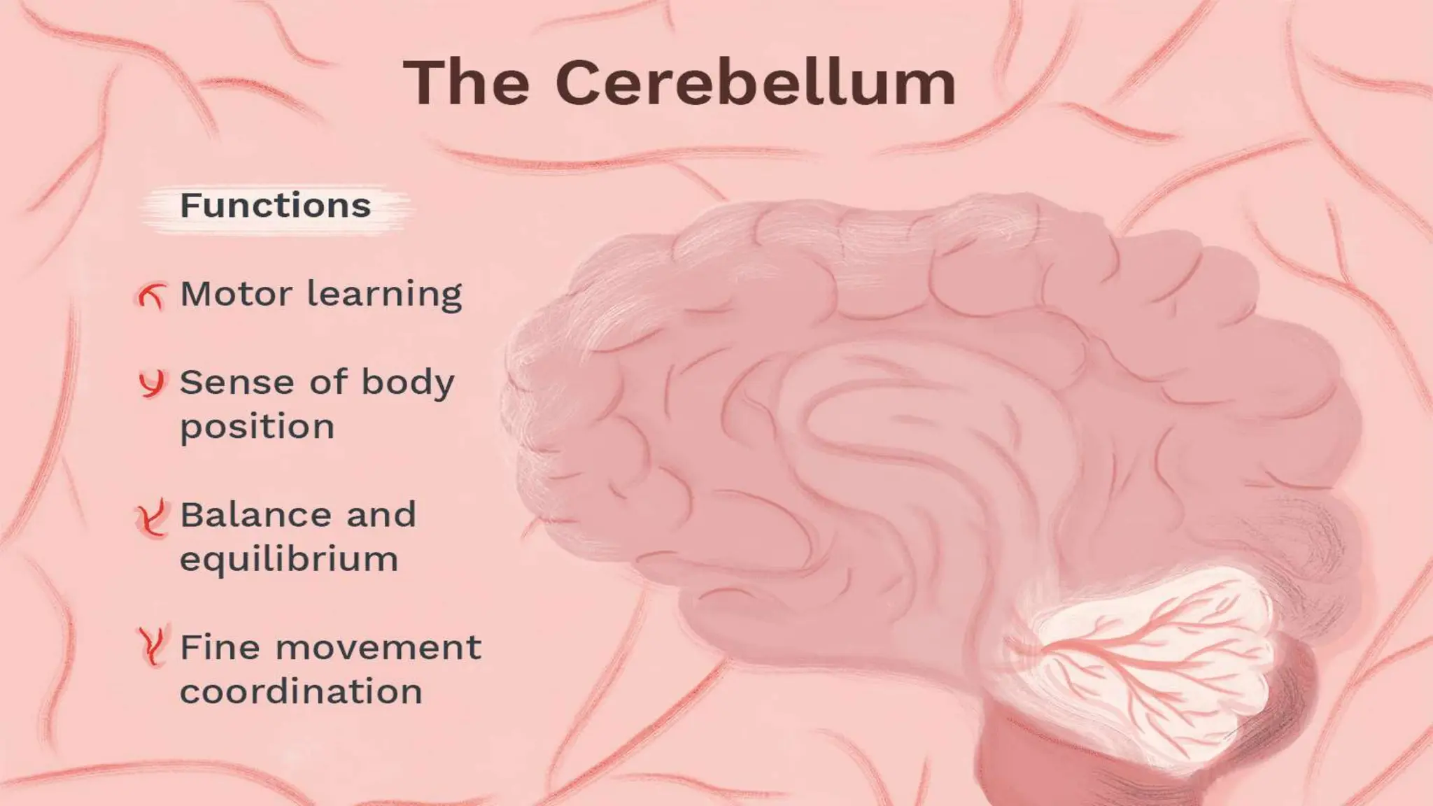 Cerebellum…Anatomy of cerebellum……..pptx