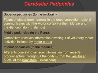 Cerebellum ppt | PPTX