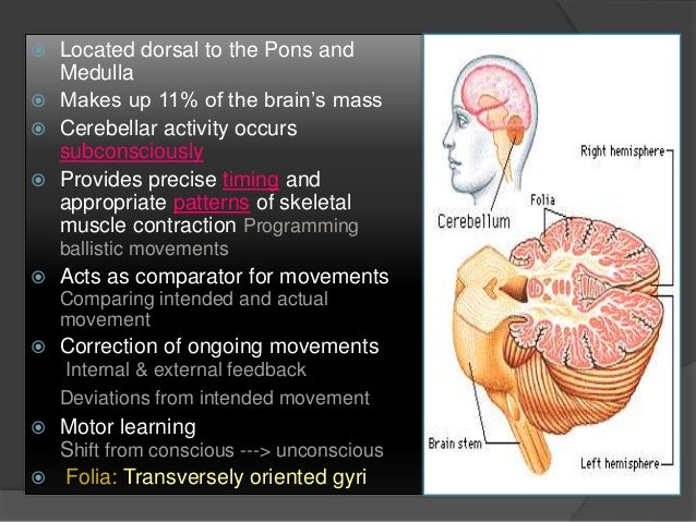 Cerebellum ppt