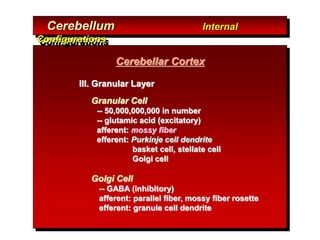 cerebellum final ppt.ppt