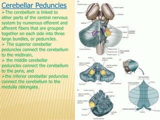 Cerebellum ibms | PPT