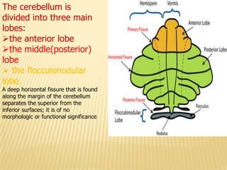 Cerebellum ibms | PPT