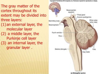 Cerebellum ibms | PPTX