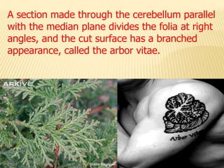 Arbor Vitae Tattoo Brain