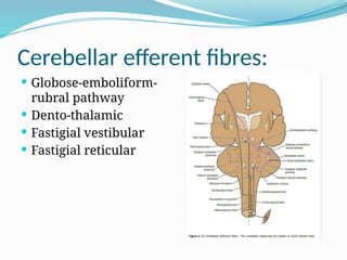 Cerebellum its anatomy and blood supply.pptx