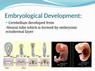 Cerebellum its anatomy and blood supply.pptx