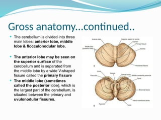 Cerebellum its anatomy and blood supply.pptx