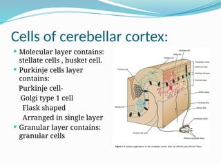Cerebellum its anatomy and blood supply.pptx