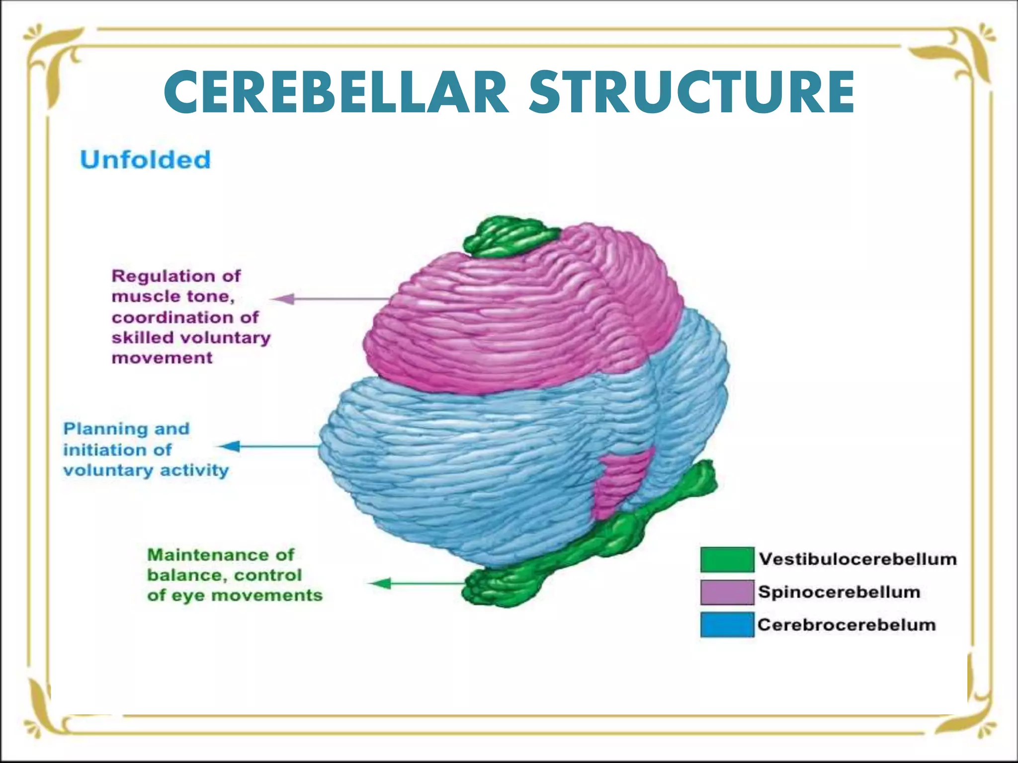 Cerebellum its function and releveance in psychiatry | PPTX