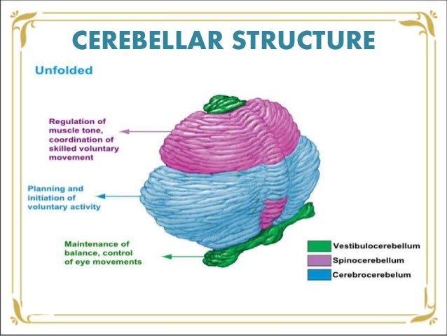 Cerebellum its function and releveance in psychiatry
