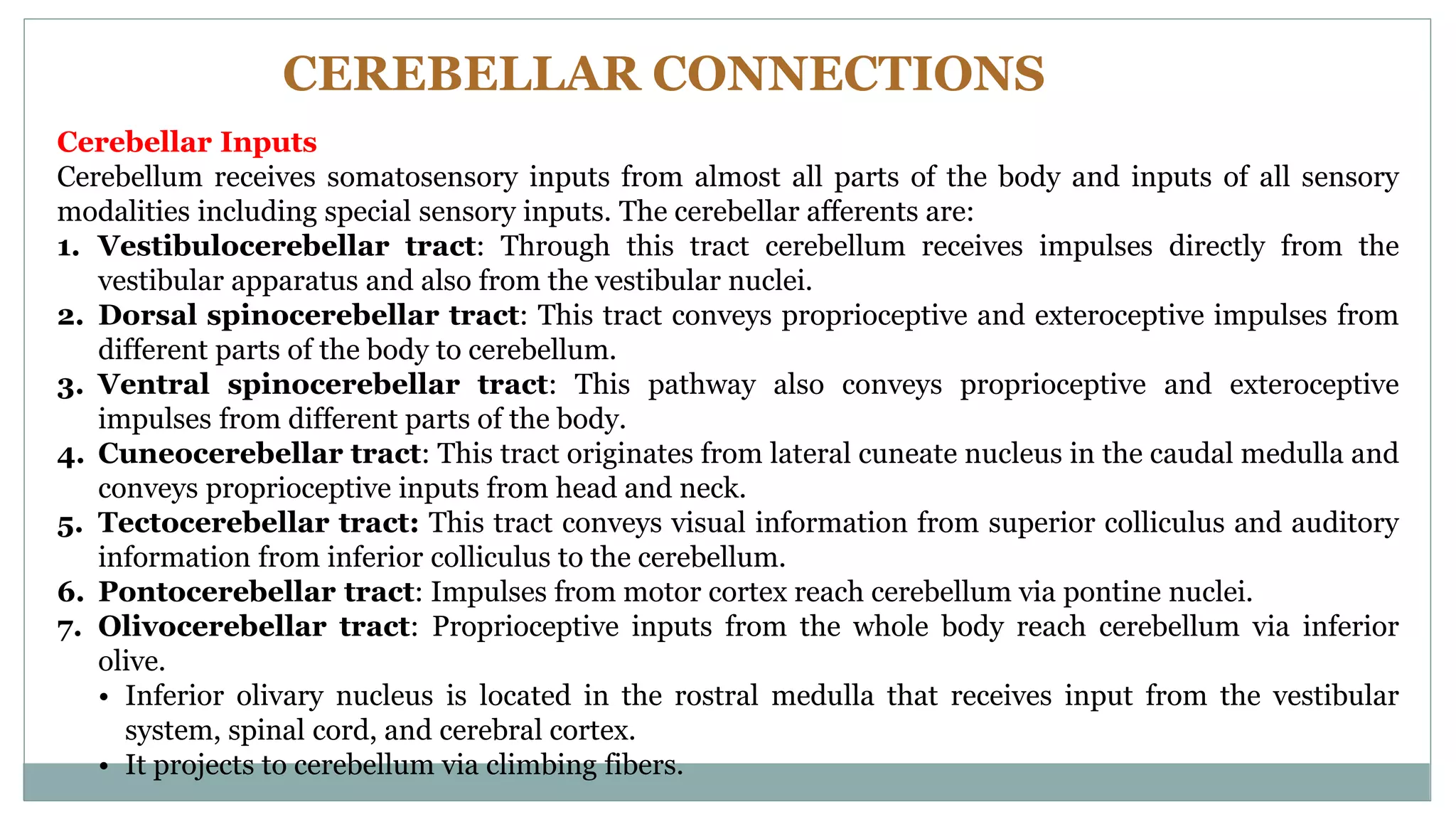 cerebellum MBBS.pptx