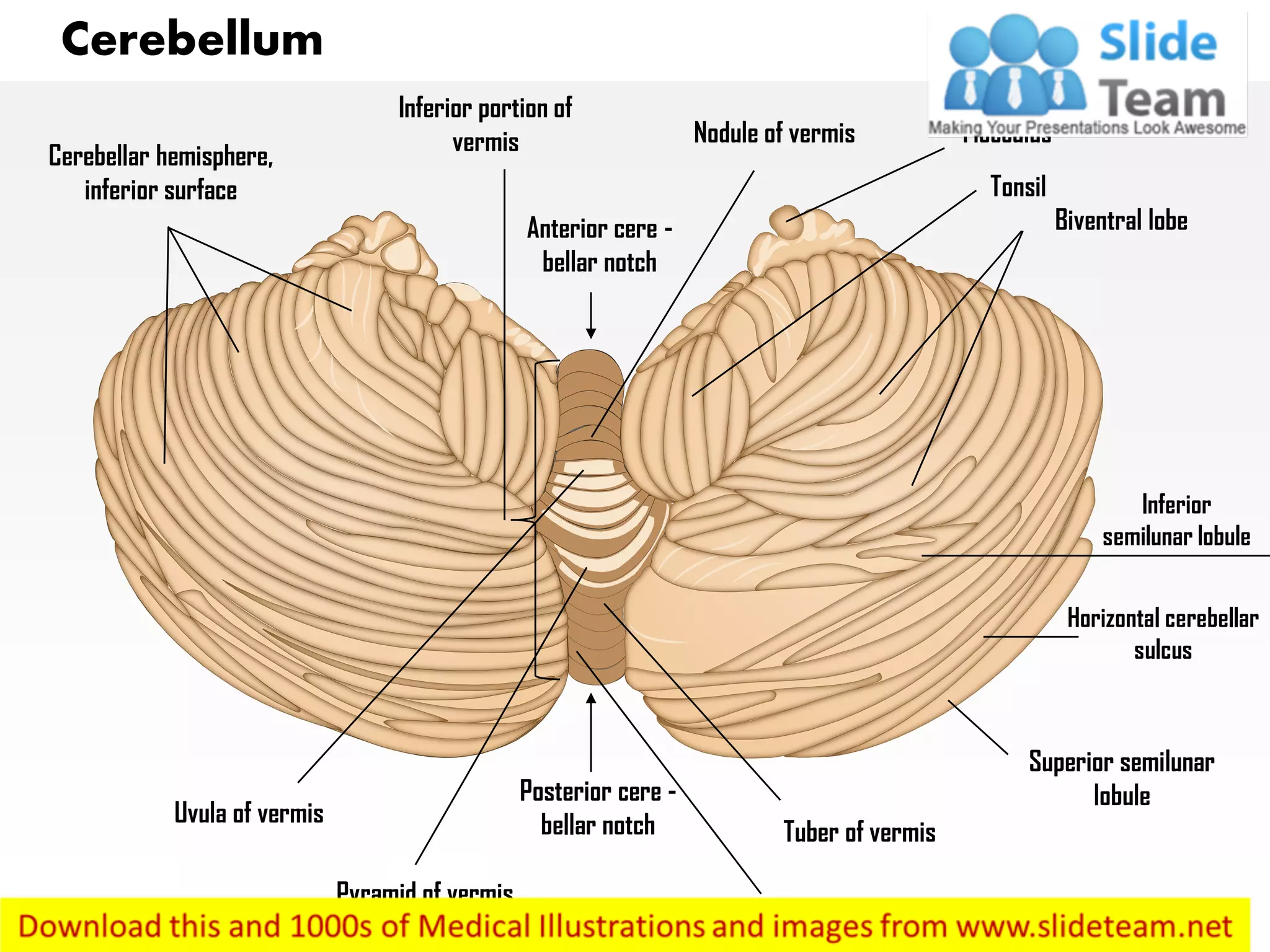 Cerebellum Medical Images For Power Point PDF