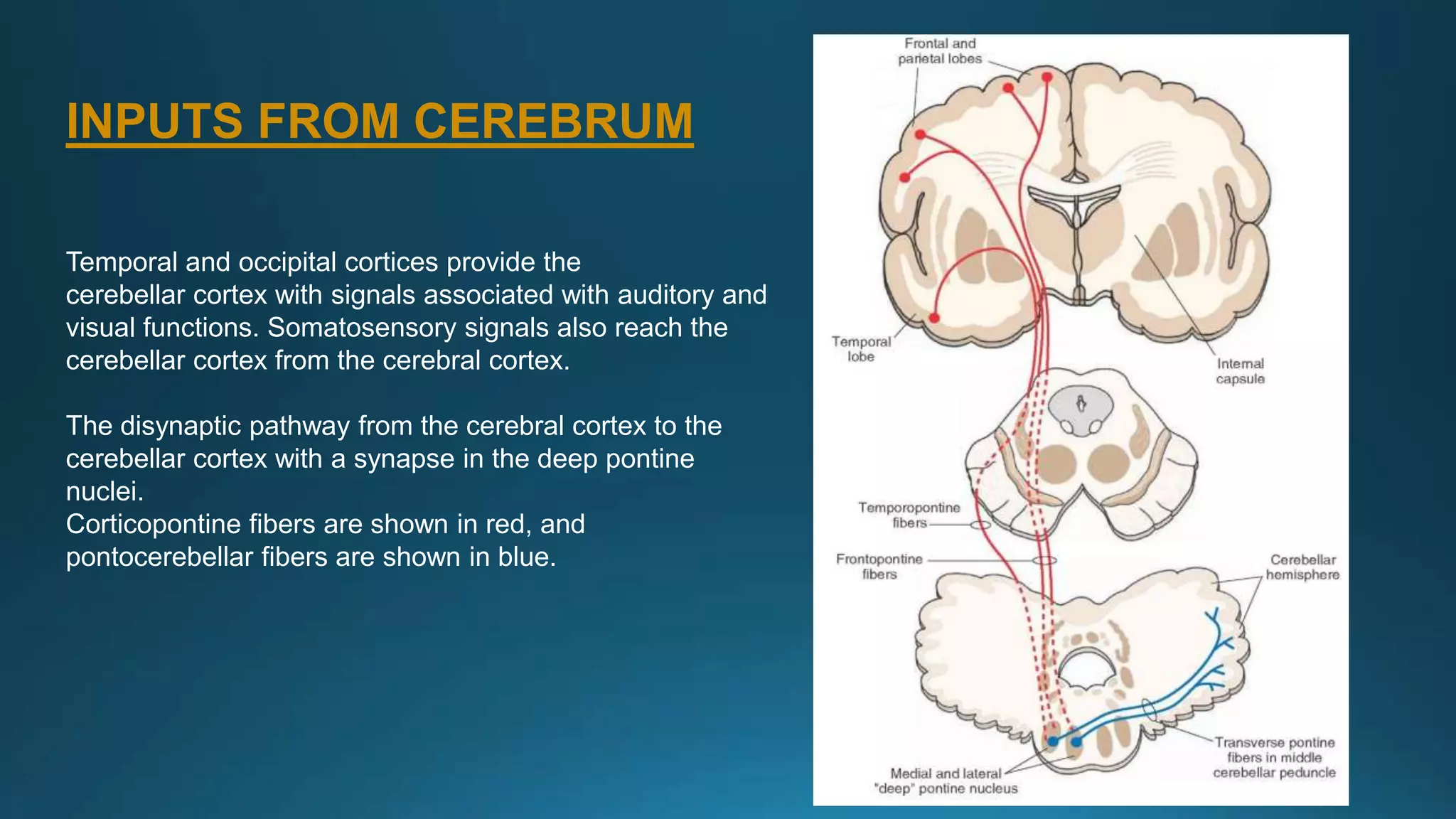 Cerebellum physiology ppt | PPTX