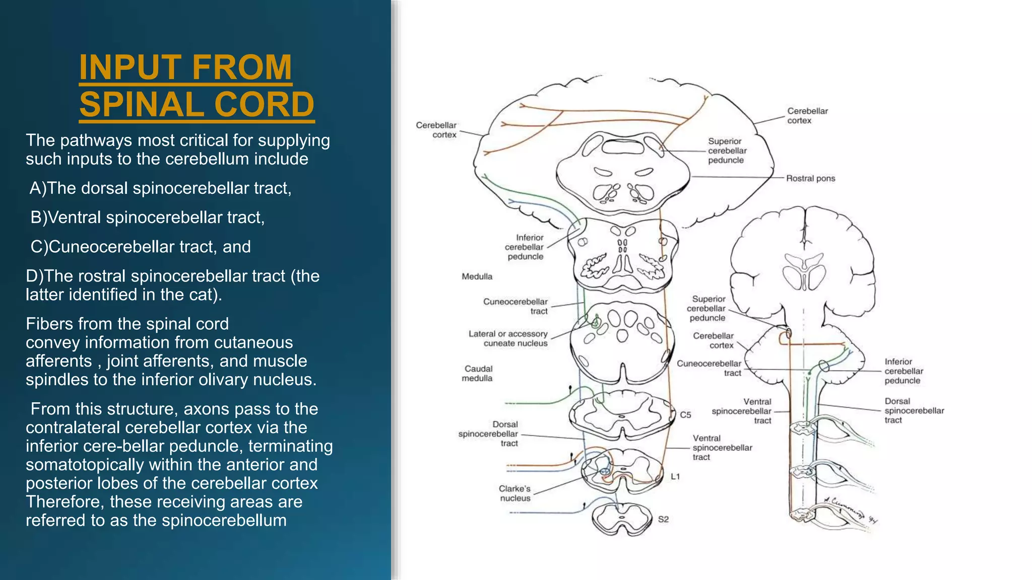 Cerebellum physiology ppt | PPTX