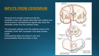 Cerebellum physiology ppt | PPTX