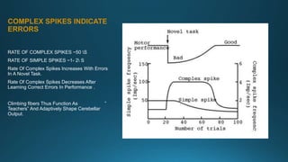 Cerebellum physiology ppt | PPTX