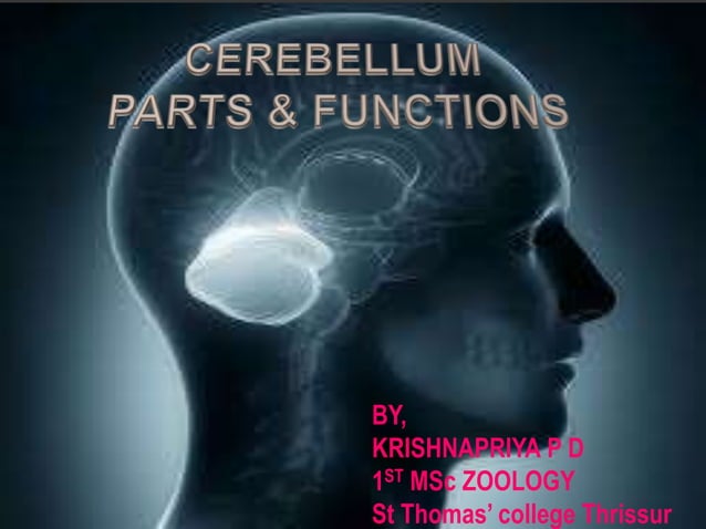 Cerebellum parts and functions | PPTX | Brain and Nervous System ...
