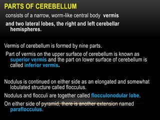 Cerebellum parts and functions | PPTX