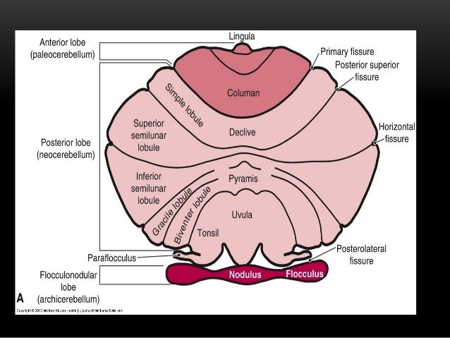 Cerebellum parts and functions