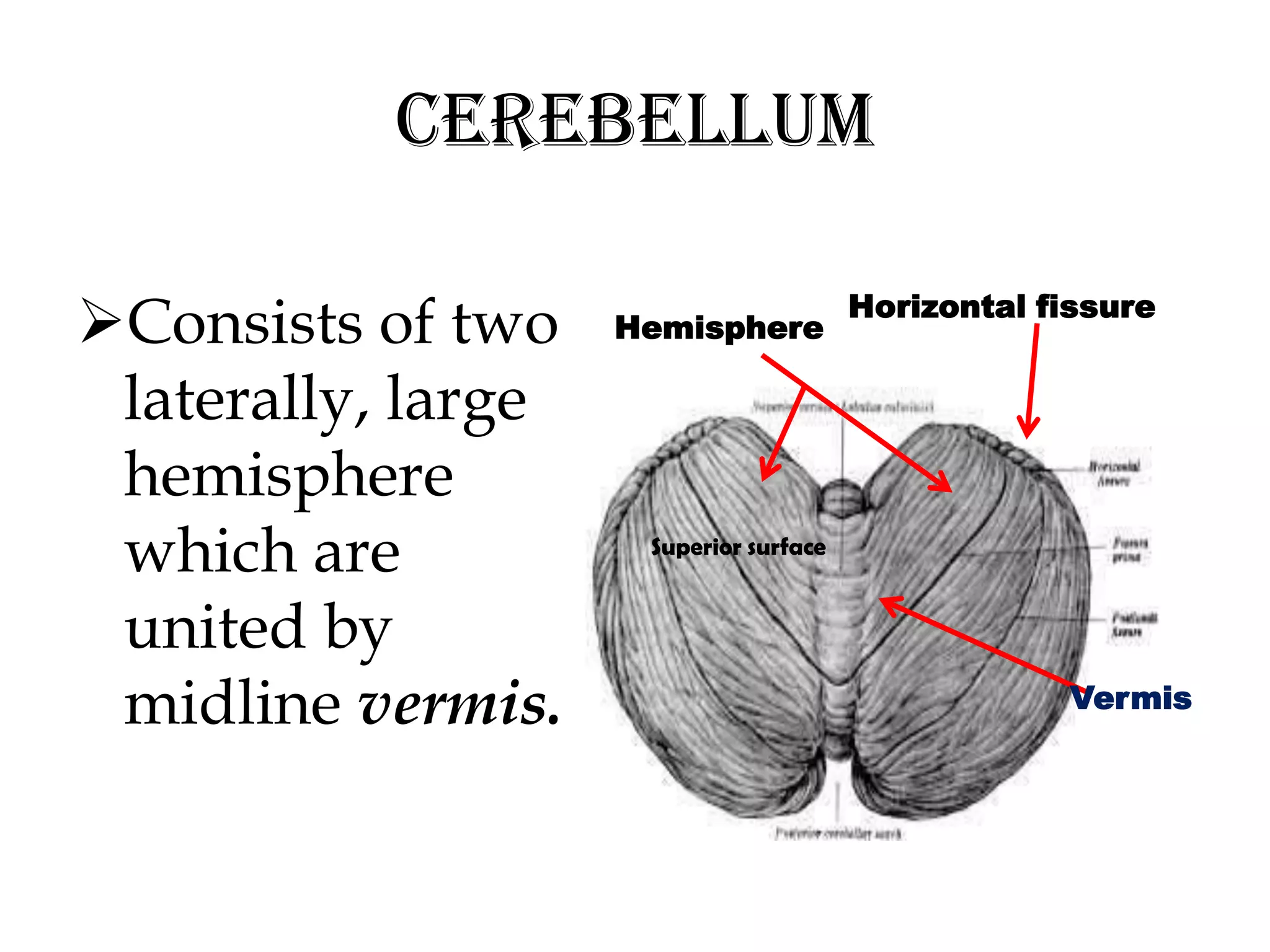 Anatomy of Cerebellum - Dr.Sajith MD RD | PPTX