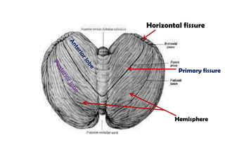 Anatomy of Cerebellum - Dr.Sajith MD RD | PPTX