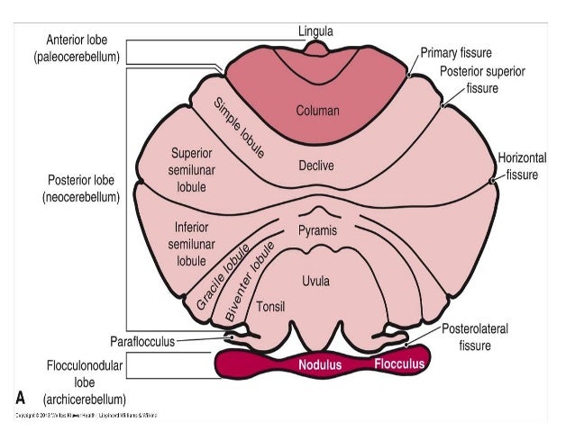 Anatomy of Cerebellum - Dr.Sajith MD RD