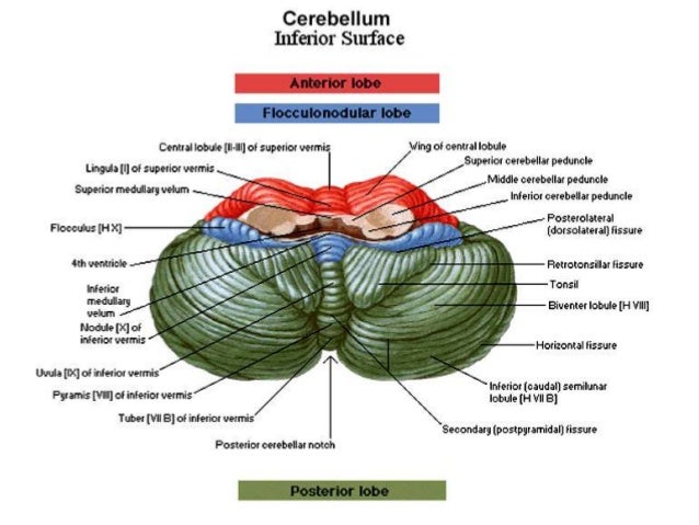 Anatomy of Cerebellum - Dr.Sajith MD RD