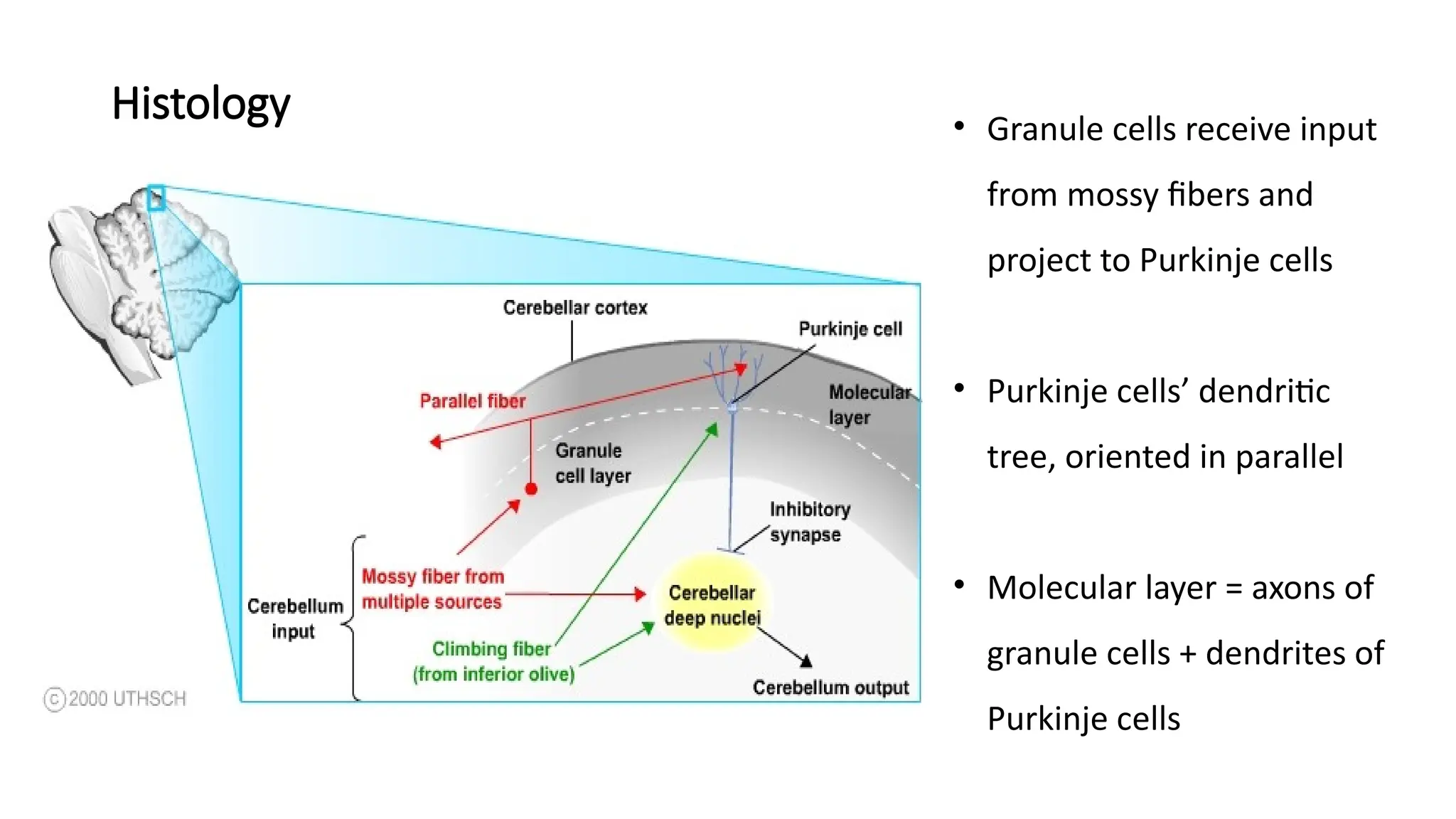 Cerebellum: Anatomy, Connections, Functions, and Clinical Correlates ...