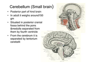Cerebellum(Small brain how to work out brains).pdf