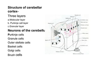 Cerebellum(Small brain how to work out brains).pdf