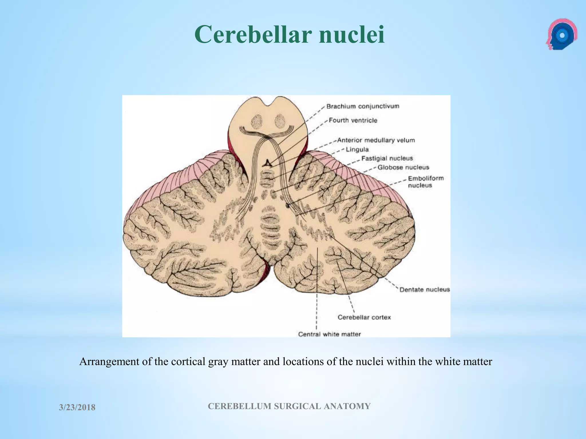 Cerebellum surgical anatomy | PPTX