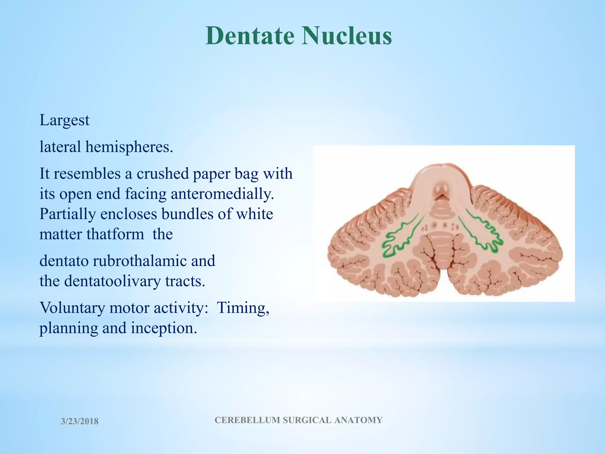 Cerebellum surgical anatomy | PPTX