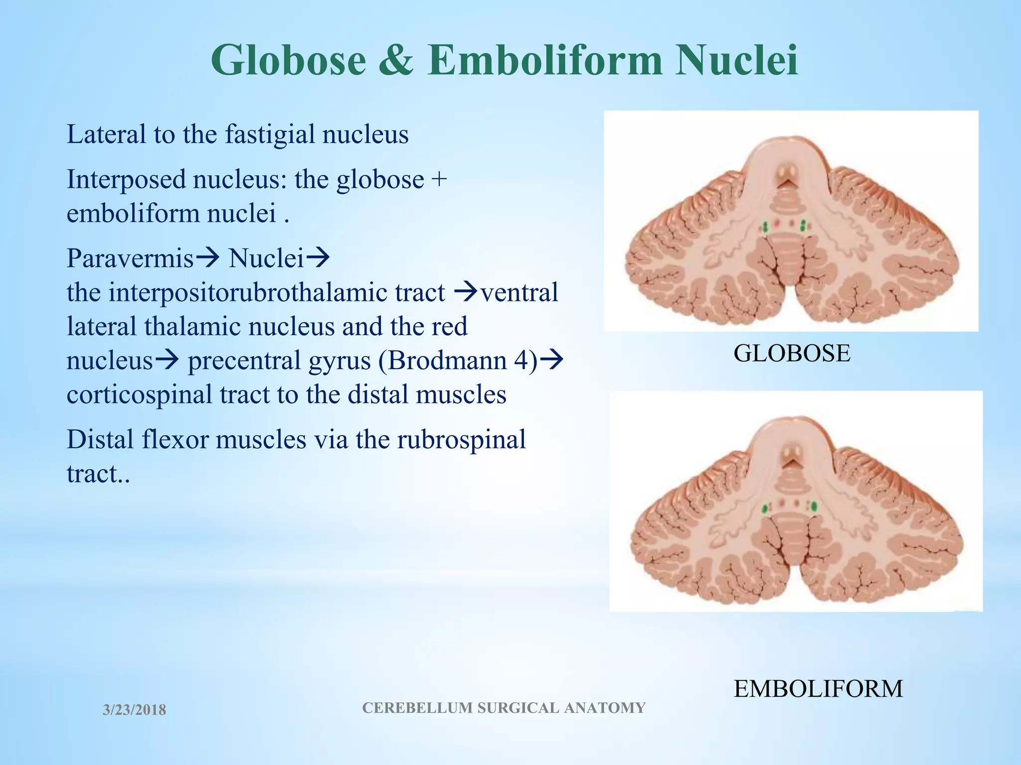 Cerebellum surgical anatomy | PPTX
