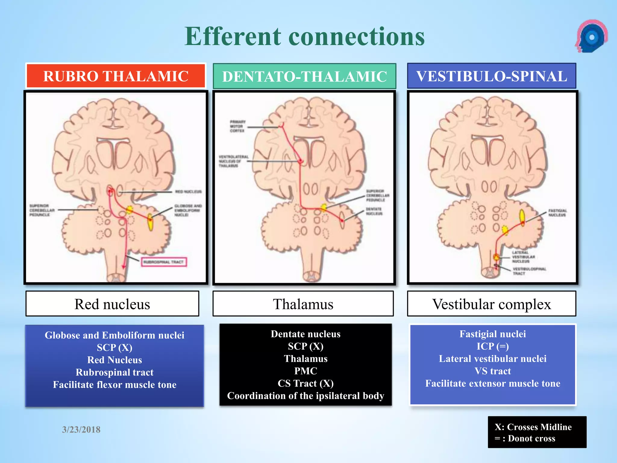 Cerebellum surgical anatomy | PPTX