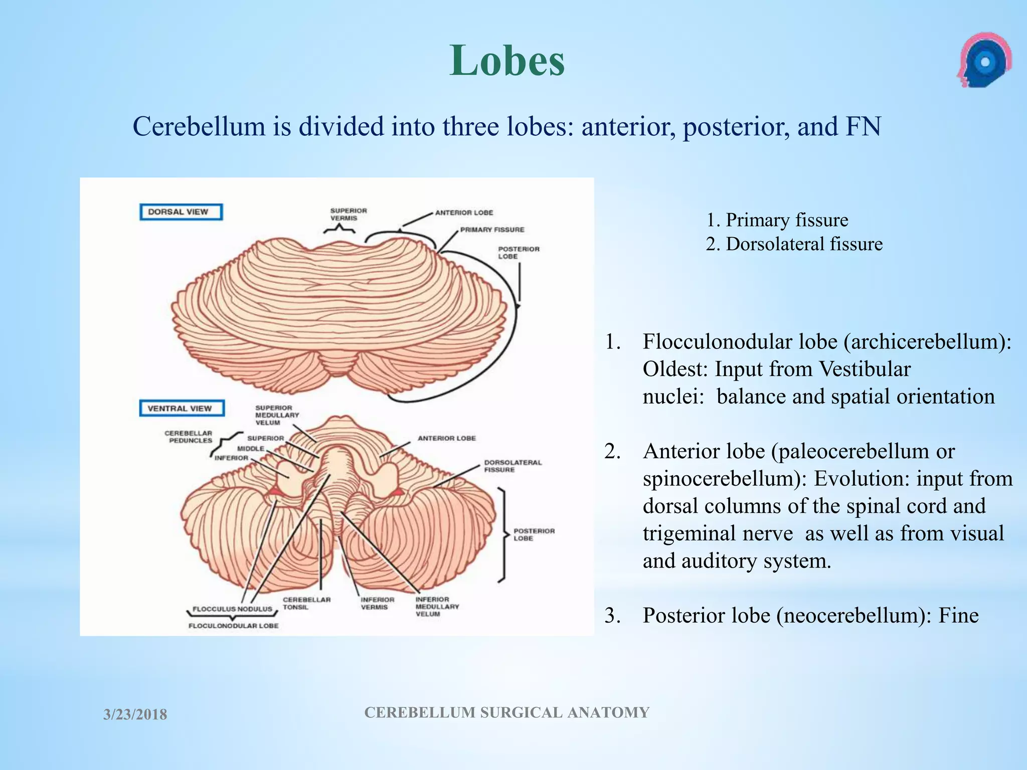 Cerebellum surgical anatomy | PPTX