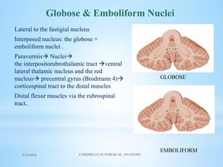 Cerebellum surgical anatomy | PPTX