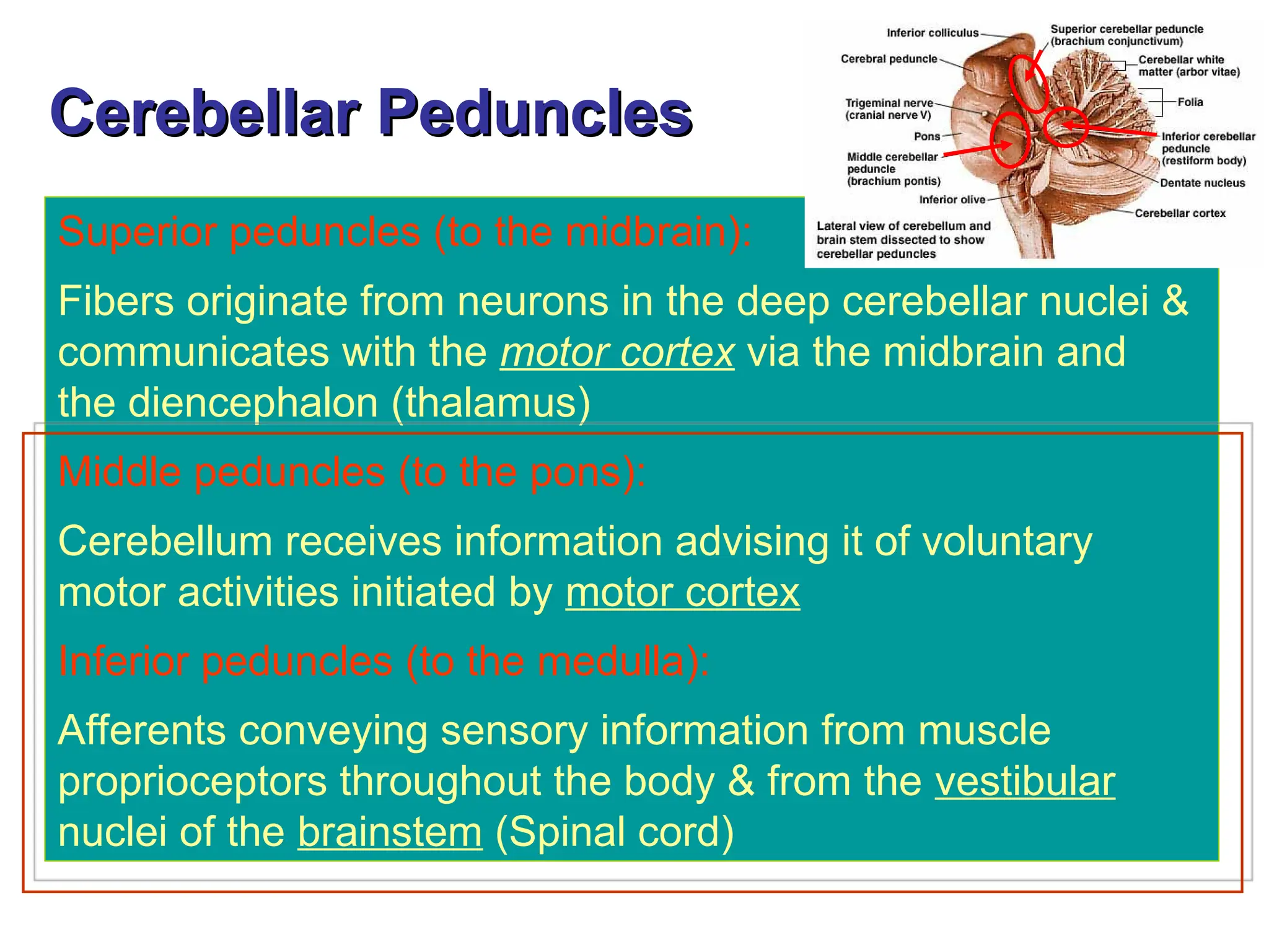 cerebellum_thalamus_and_hypothalamus.ppt
