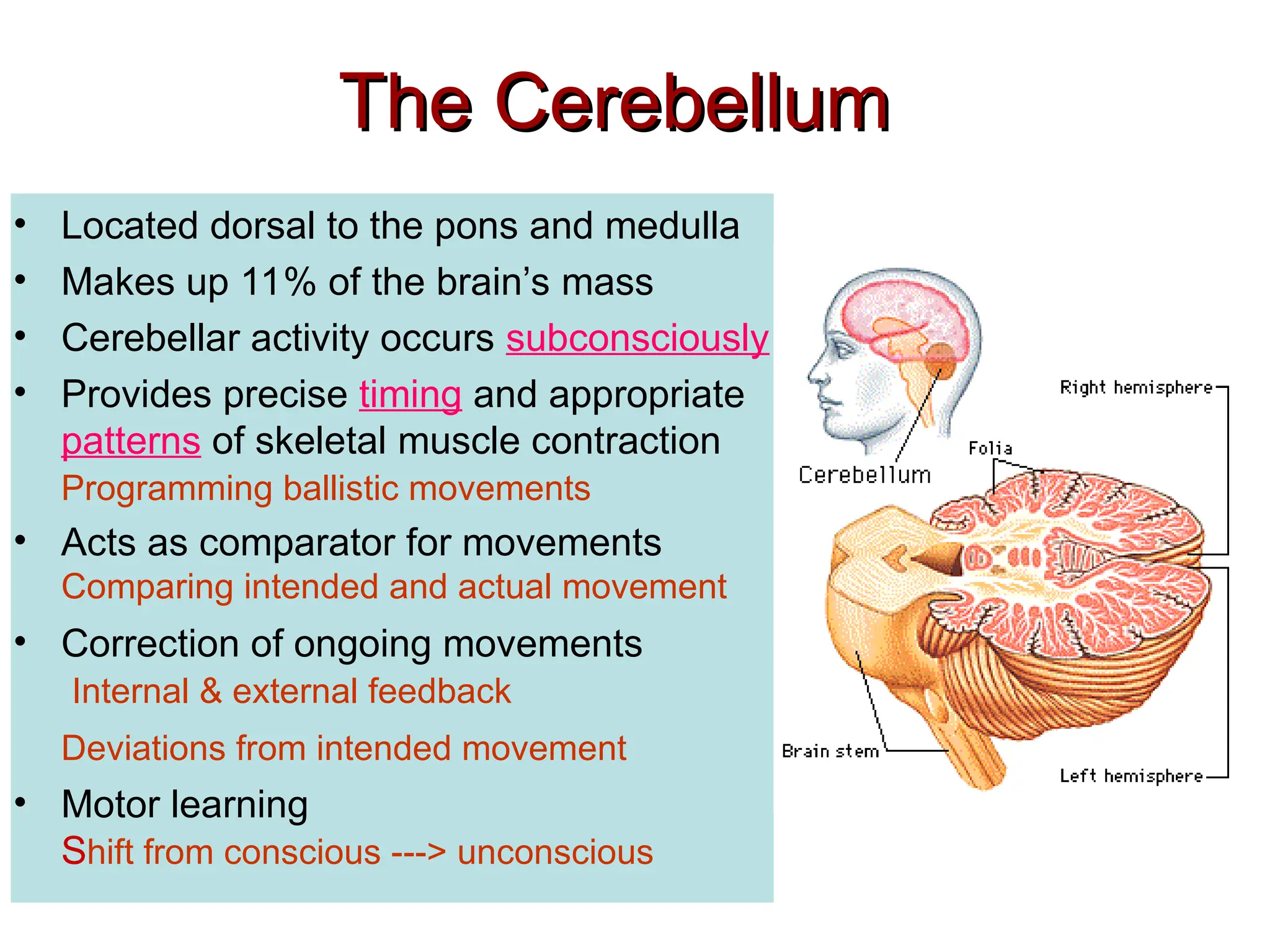 cerebellum_thalamus_and_hypothalamus.ppt