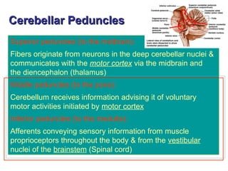 cerebellum_thalamus_and_hypothalamus.ppt
