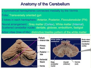 cerebellum_thalamus_and_hypothalamus.ppt