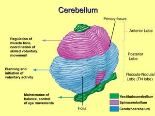cerebellum_thalamus_and_hypothalamus.ppt