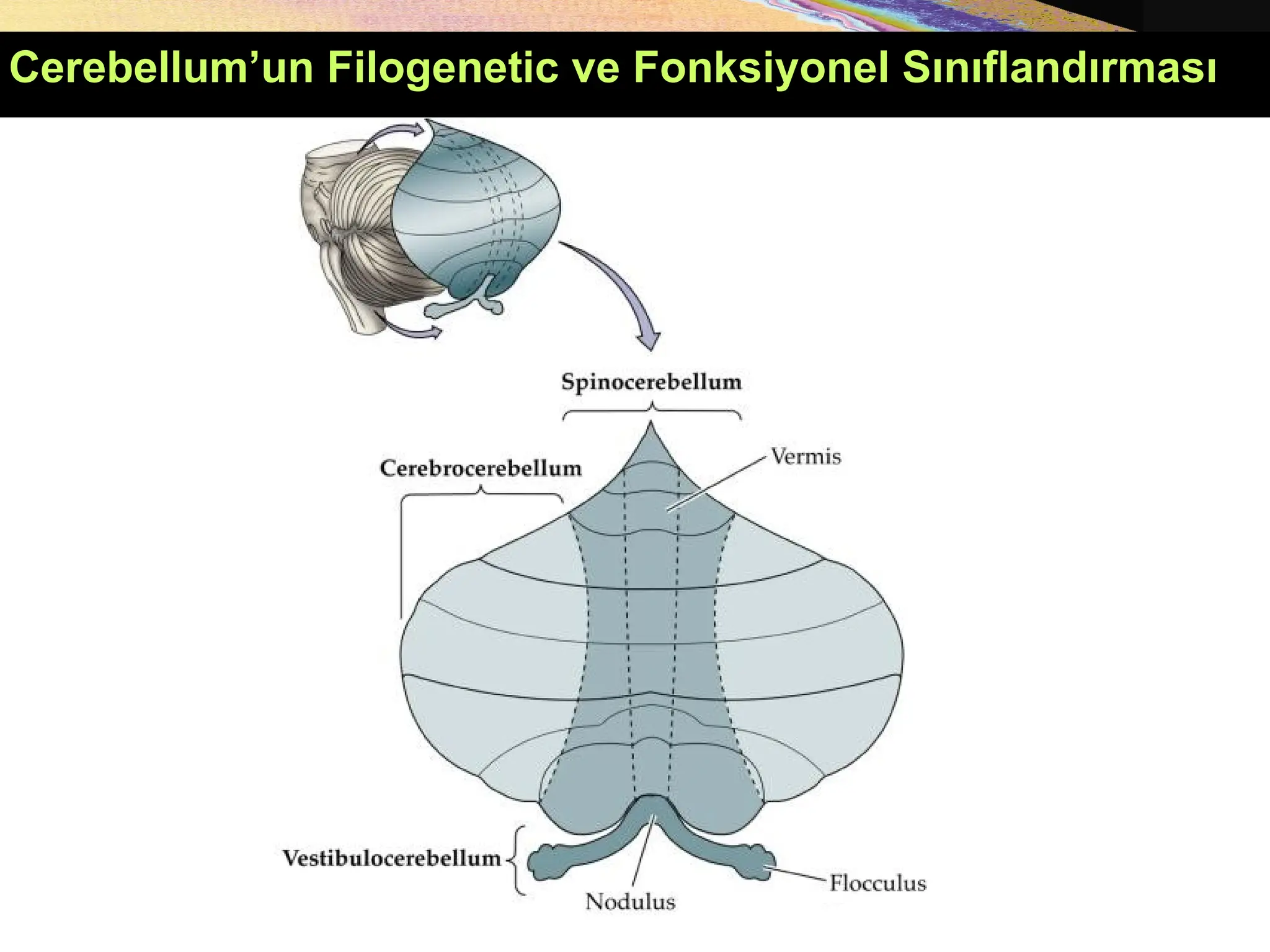 Cerebellum Anatomisi, Lobları, Vermis Cerebellum | PPT